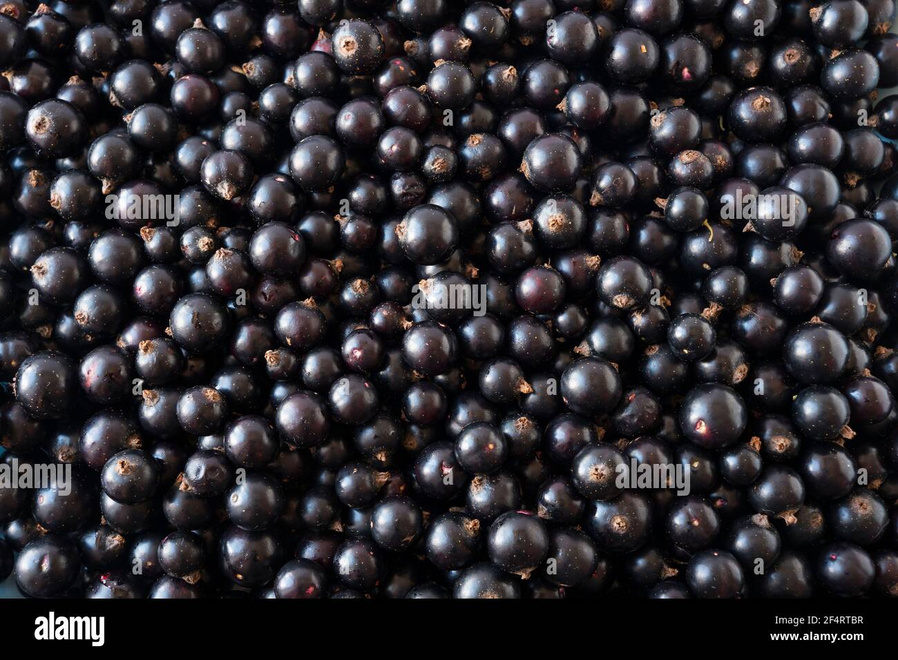 Background of black currants. Fresh berries closeup. Top view ...
