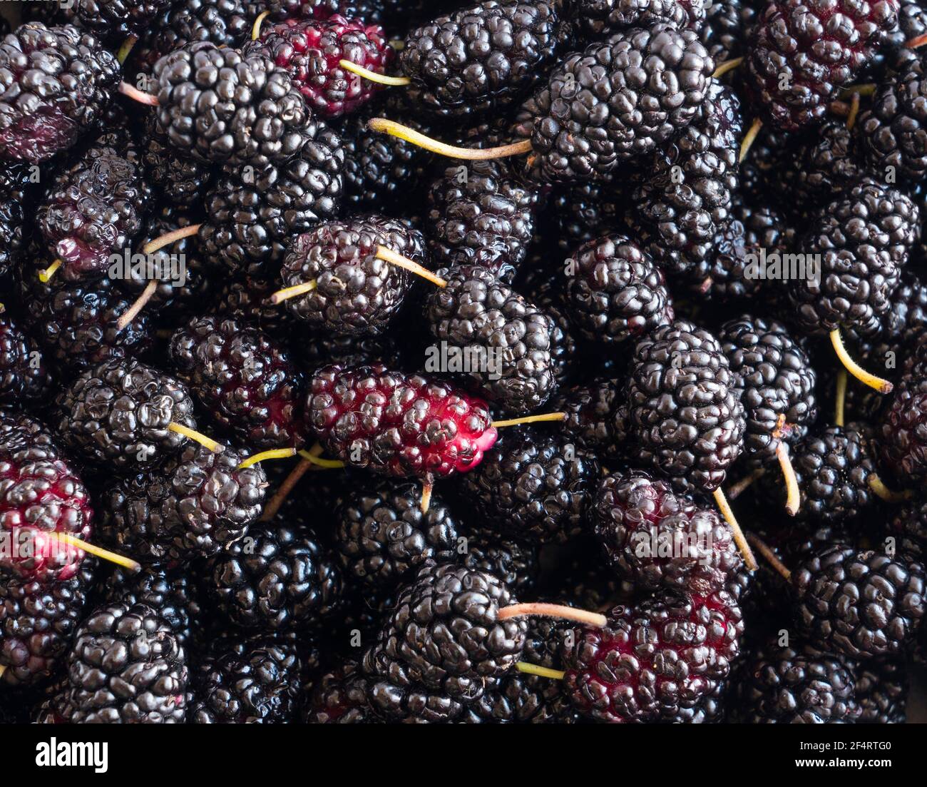 Fresh mulberries background. Texture mulberries close up. Background of ...