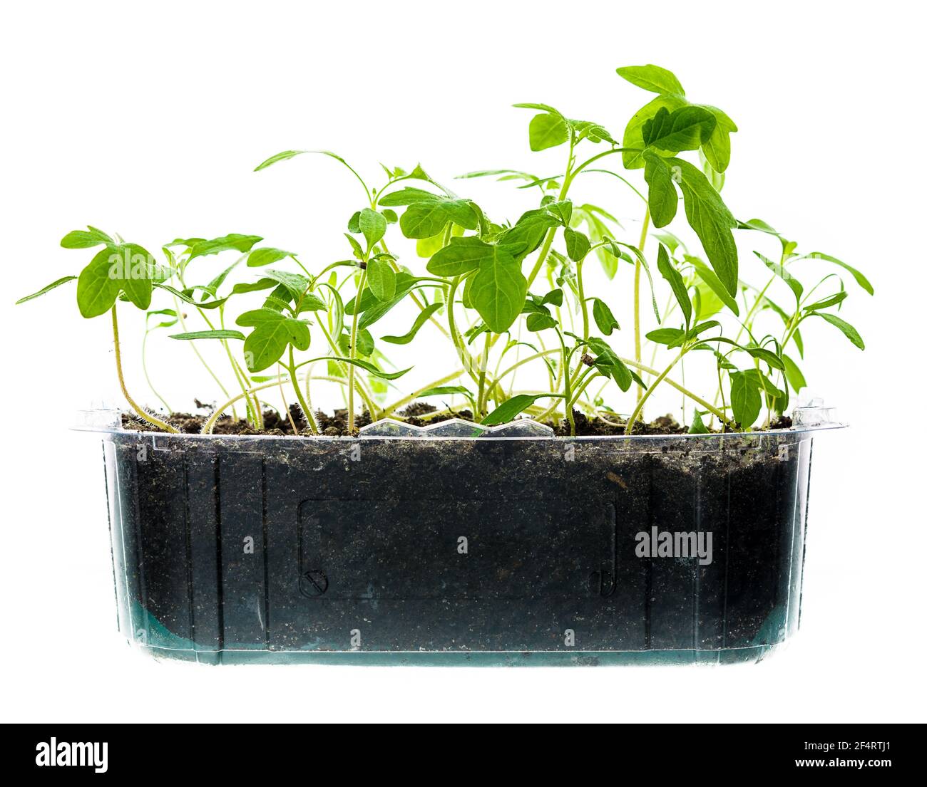Fresh sprouts ( seedlings ) in a plastic box on a white background ...