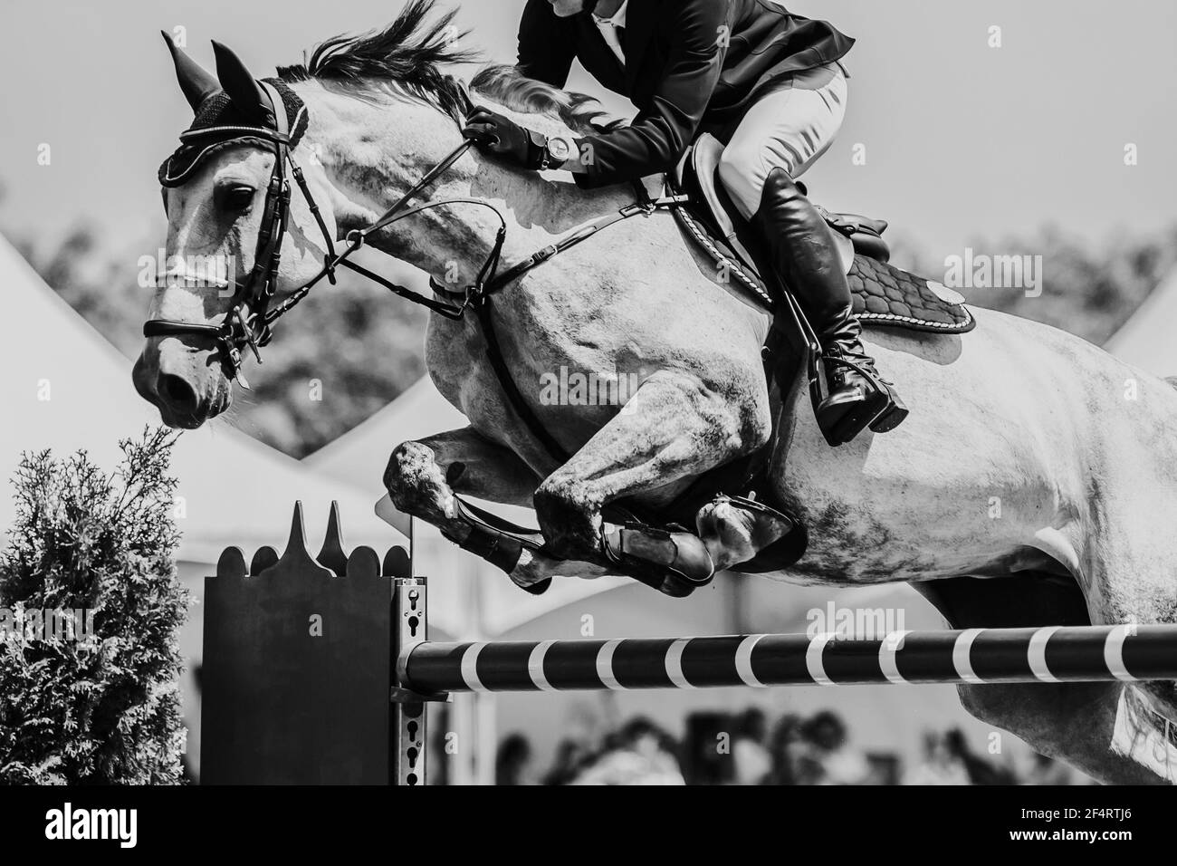 Horse Jumping, Equestrian Sports themed photo Stock Photo - Alamy