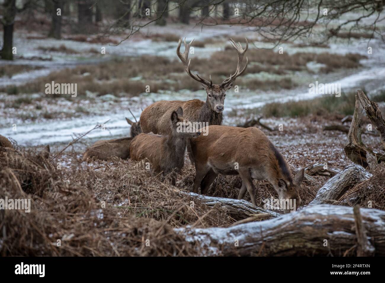 Freezing temperatures in Richmond Park, West London as a cold front ...
