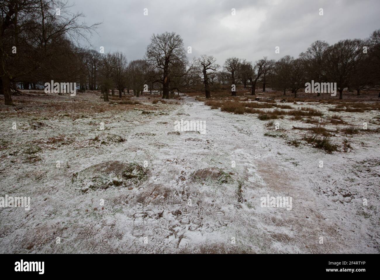 Freezing temperatures in Richmond Park, West London as a cold front ...