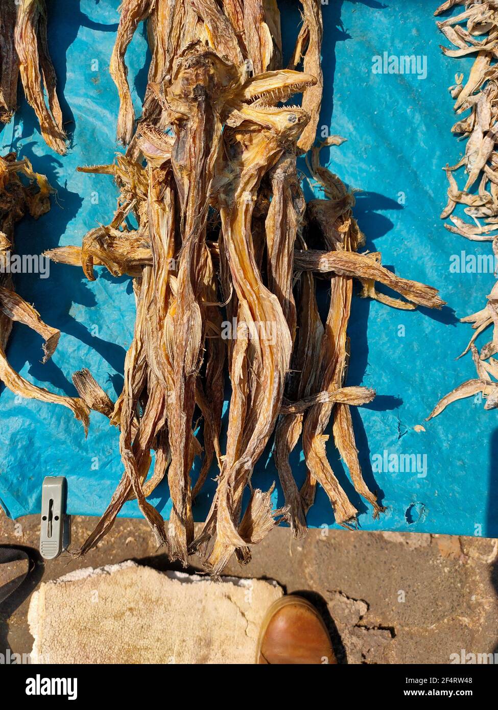 Bangda fish hi-res stock photography and images - Alamy