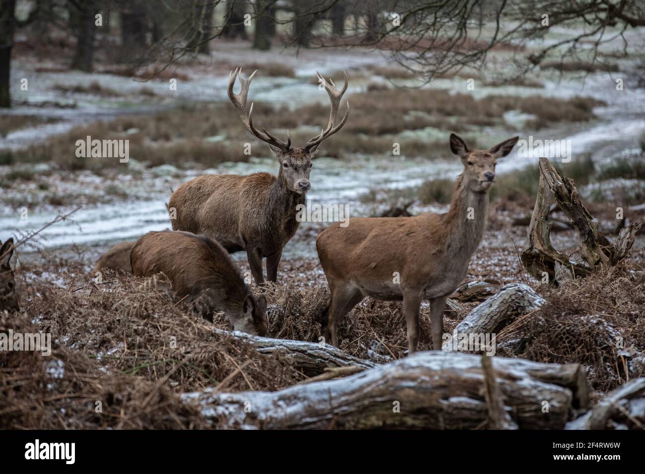 Freezing temperatures in Richmond Park, West London as a cold front ...
