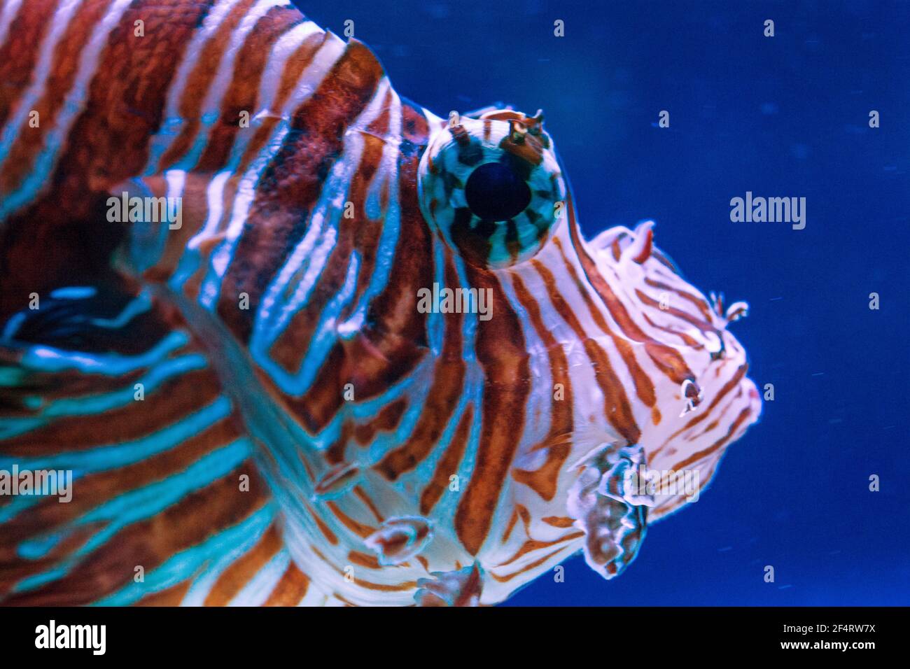 Pterous volitans fish at deep ocean close-up Stock Photo - Alamy