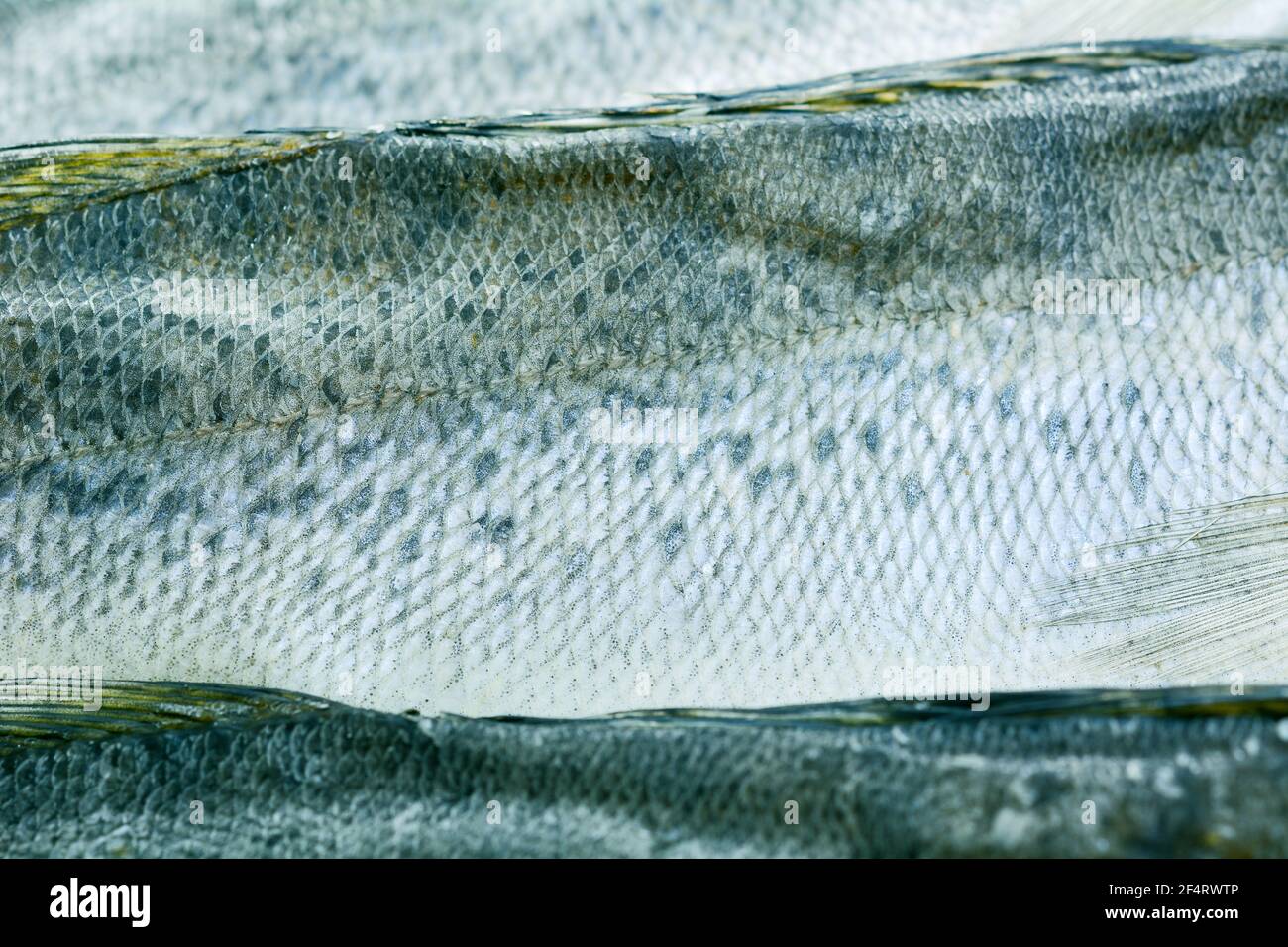 Group of dried fish at plate . Seafood Stock Photo - Alamy