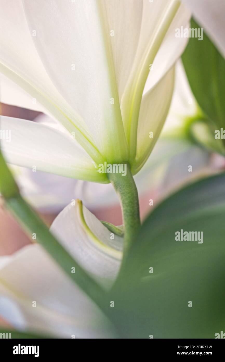 Lilium fragrance hi-res stock photography and images - Alamy