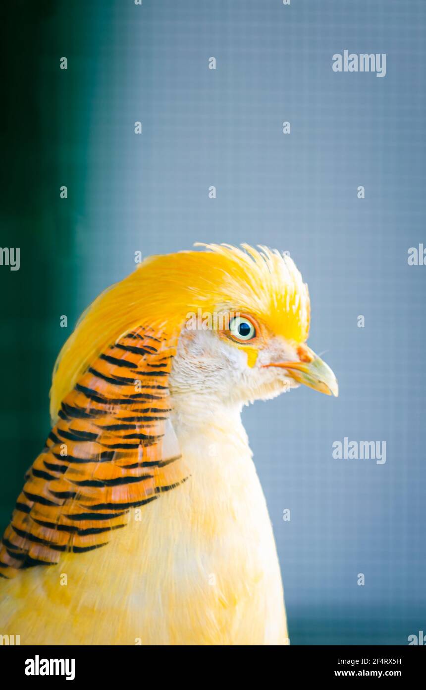 Yellow golden pheasant hi-res stock photography and images - Alamy