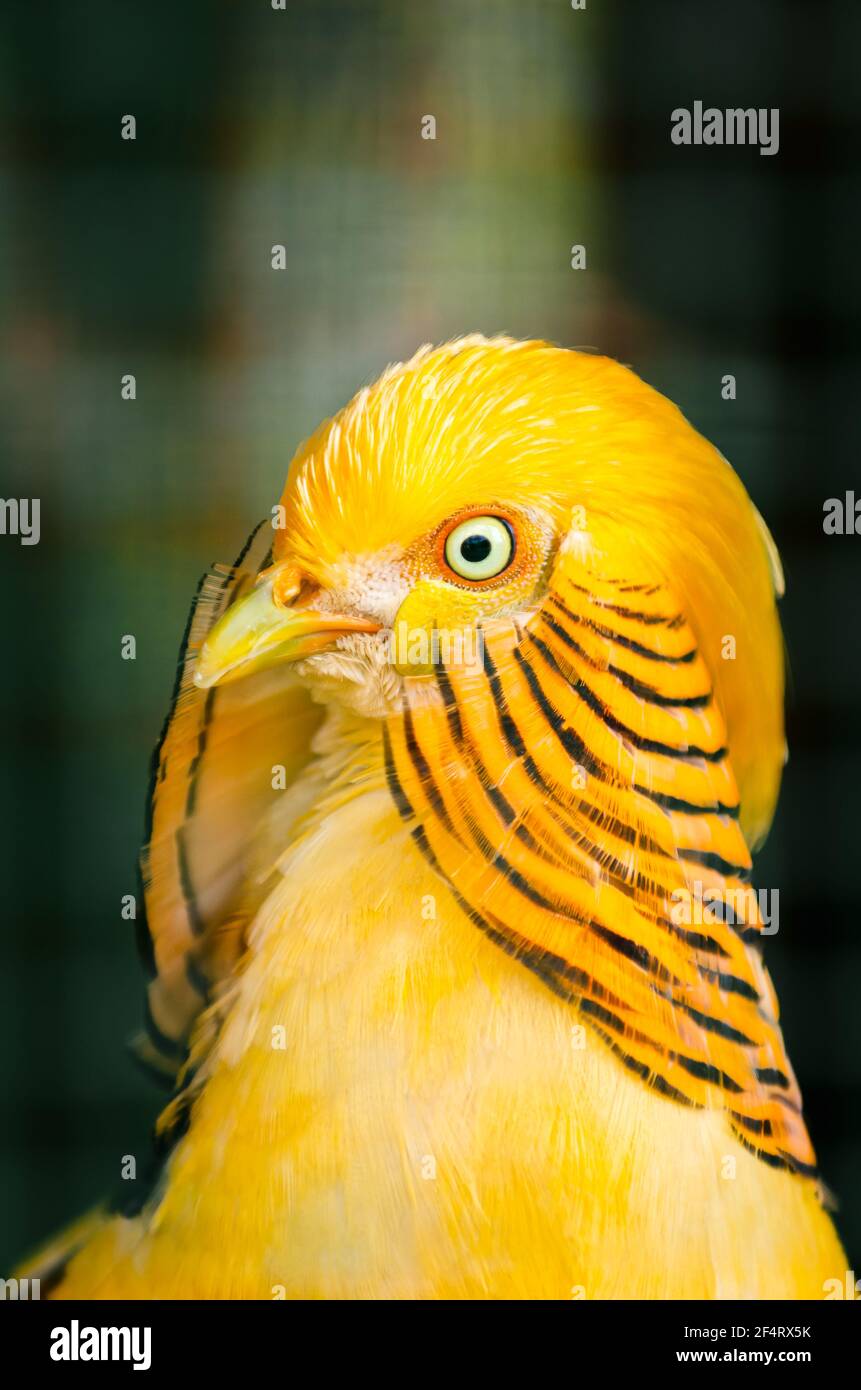 Yellow golden pheasant hi-res stock photography and images - Alamy