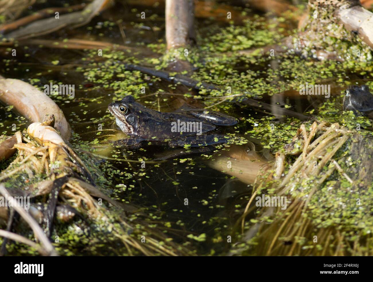 Male has a soft palate hi-res stock photography and images - Alamy
