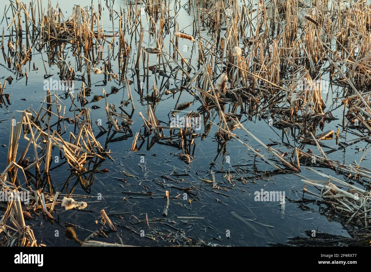 Dried water reed hi-res stock photography and images - Alamy