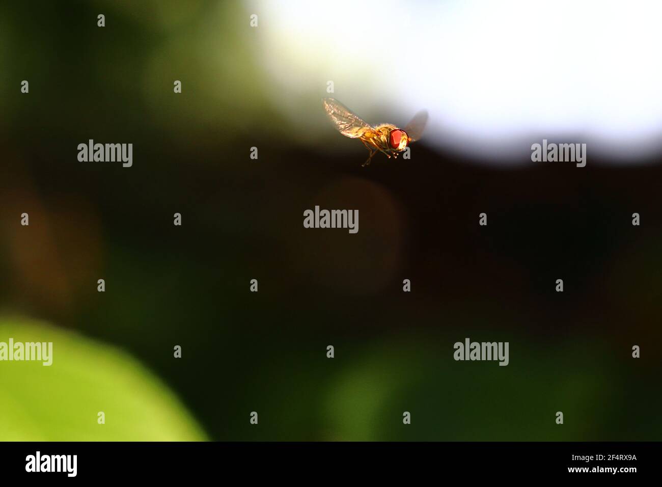 Hoverfly syrphidae hovering hi-res stock photography and images - Alamy