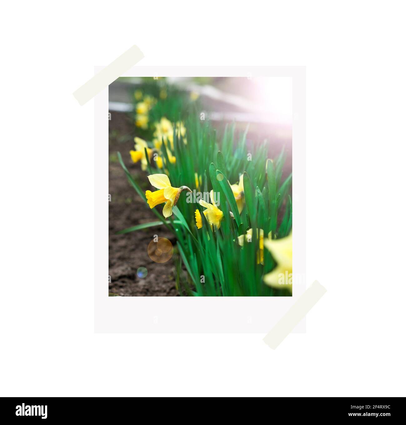 Daffodils in photo frame glued with adhesive tape. Daffodils, greeting ...