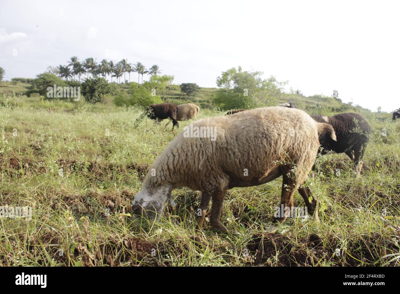 Dhangar High Resolution Stock Photography and Images - Alamy