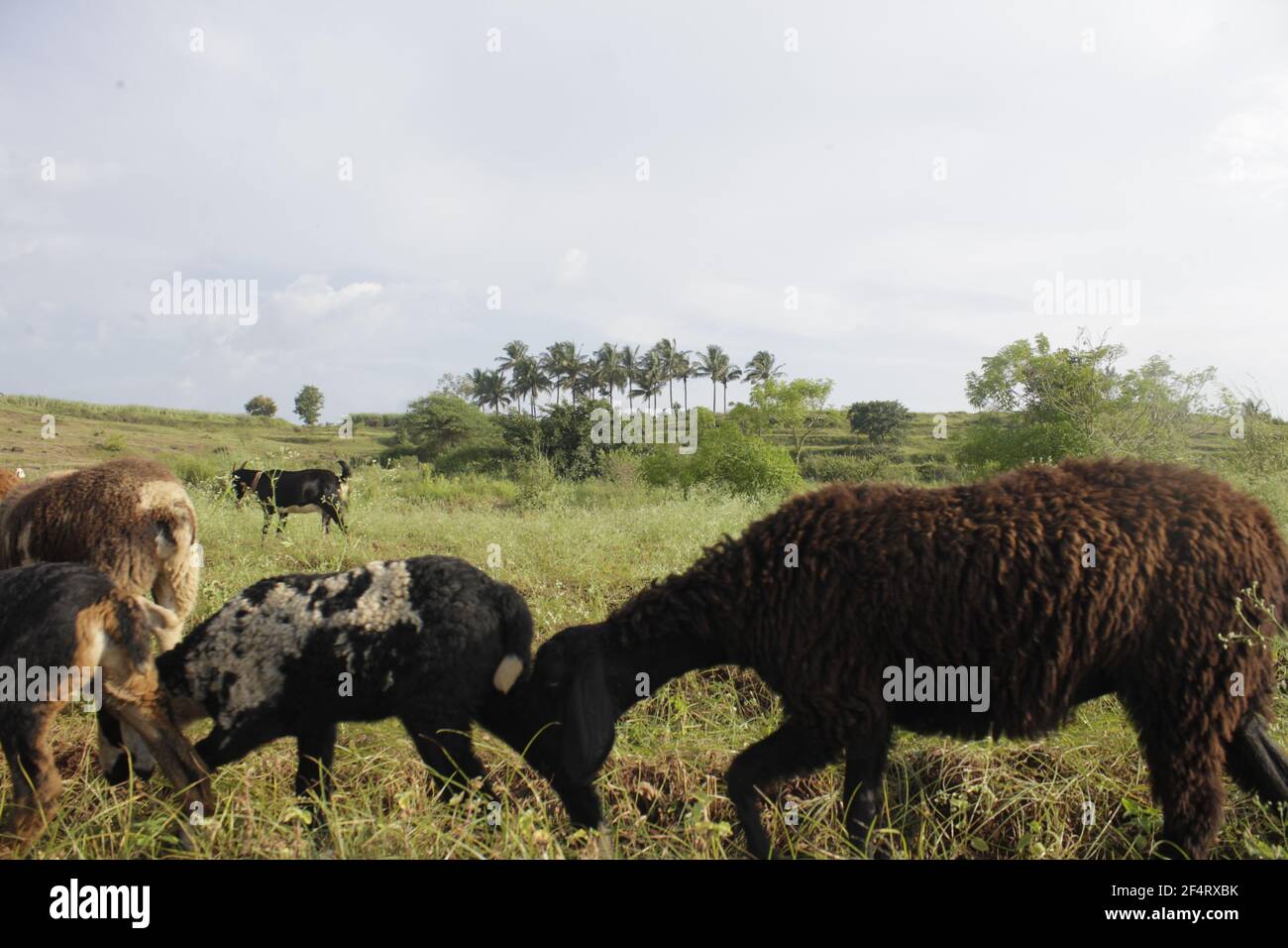 Obc caste hi-res stock photography and images - Alamy