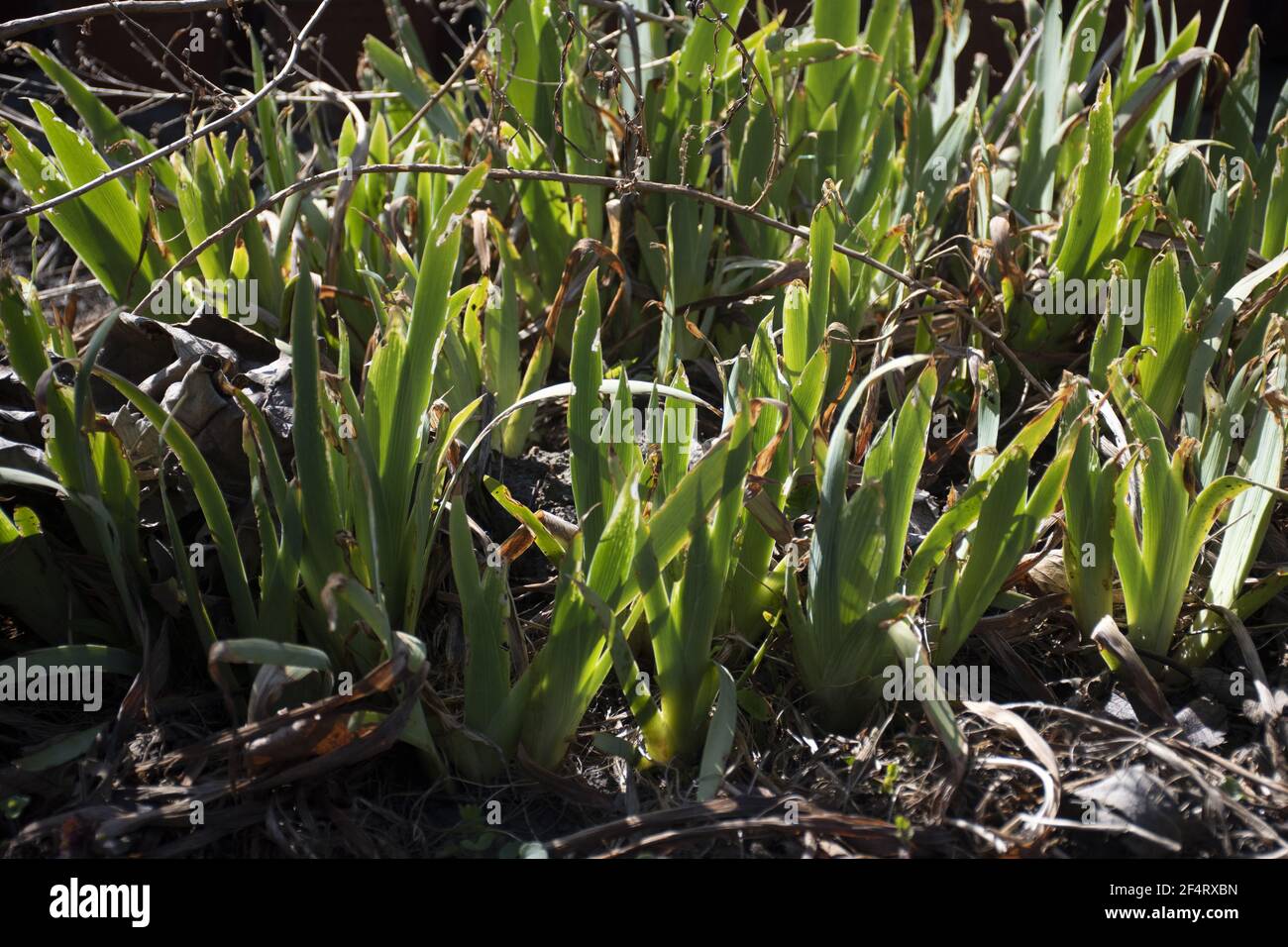 Blue mini iris hi-res stock photography and images - Alamy
