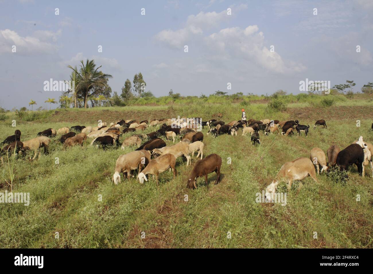 dhangar , shepherd, herders Stock Photo - Alamy