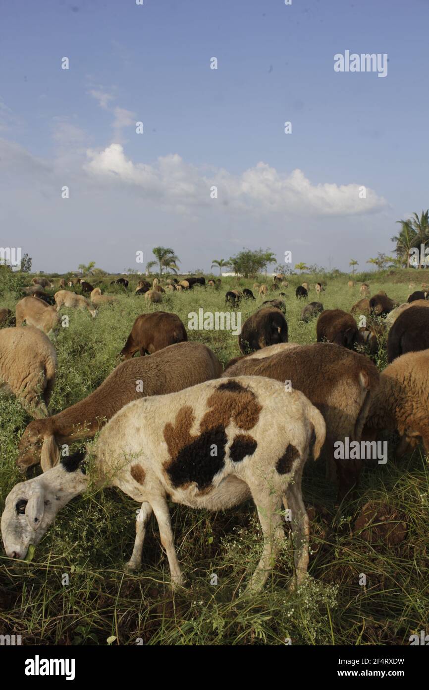 Dhangar hi-res stock photography and images - Alamy