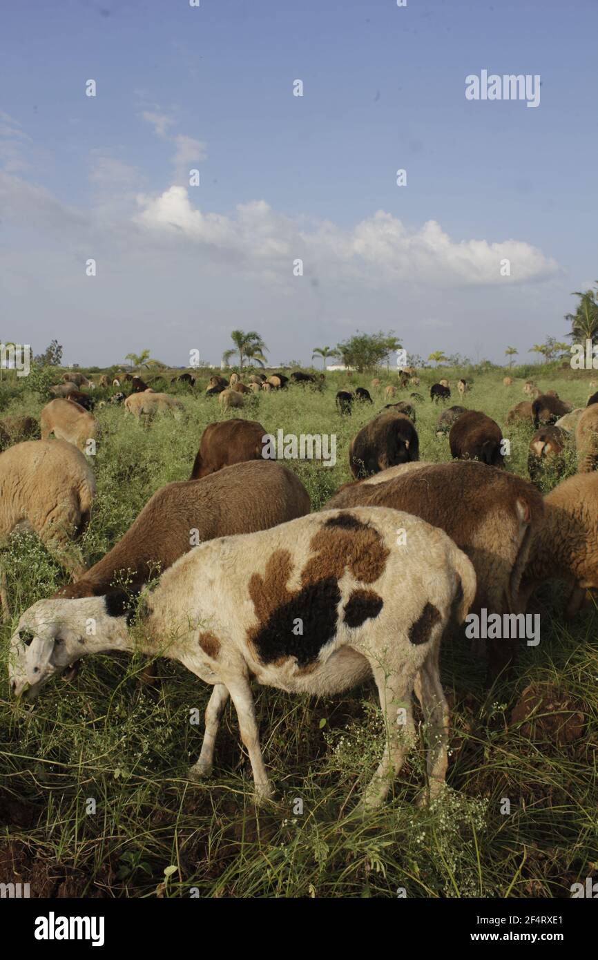 dhangar , shepherd, herders Stock Photo - Alamy