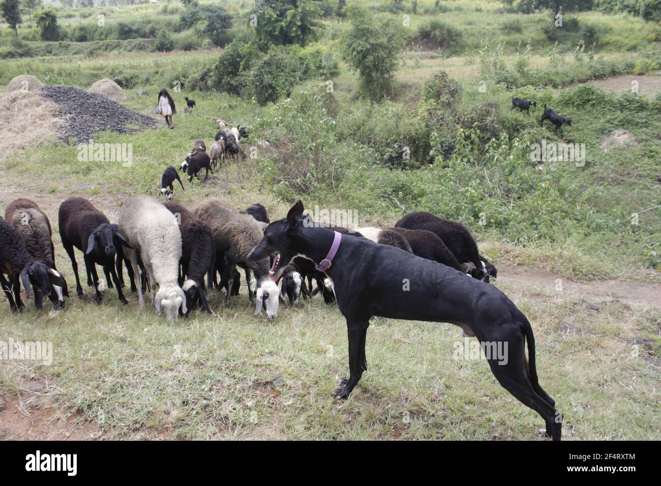 Shepherd maharashtra hi-res stock photography and images - Alamy
