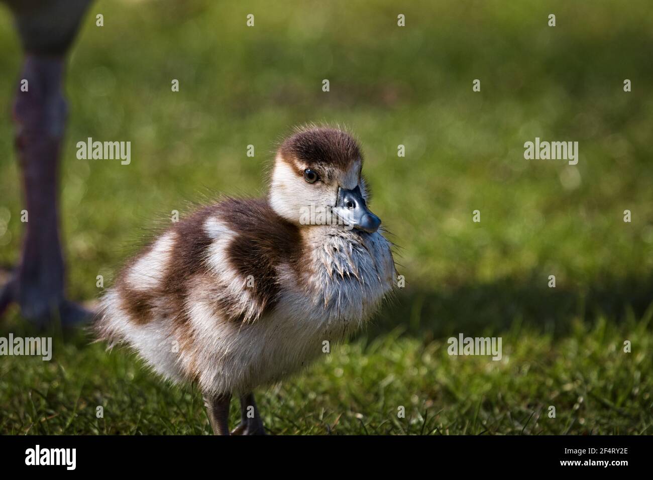 Egyptian goose duckling hi-res stock photography and images - Alamy
