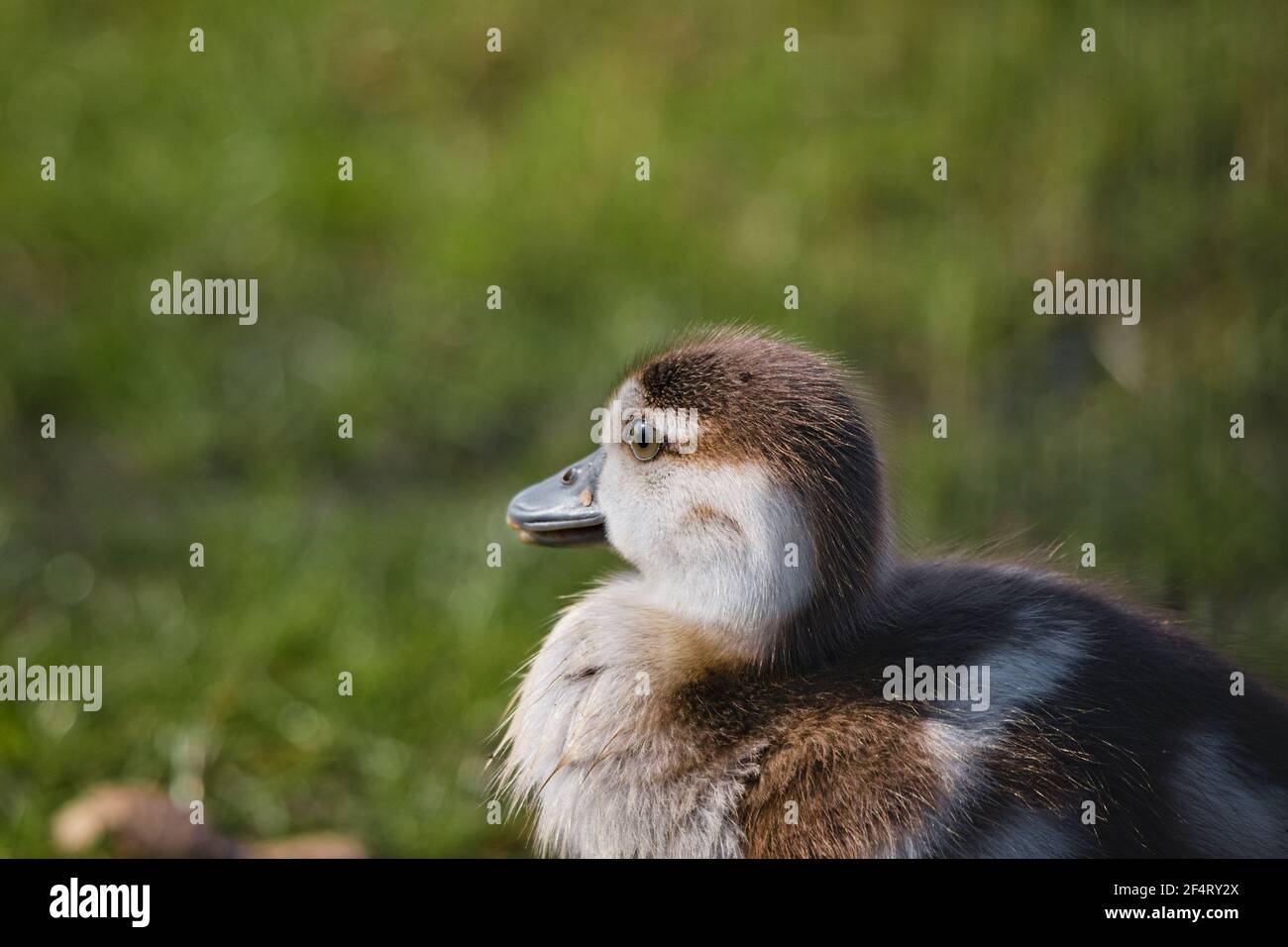 Egyptian goose baby hi-res stock photography and images - Alamy