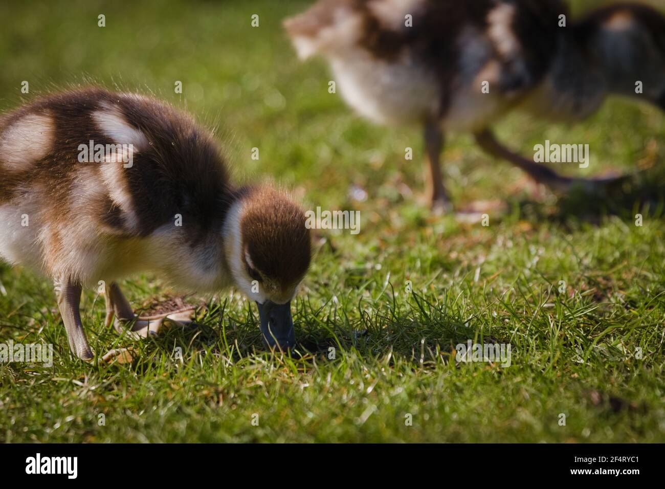 Baby Egyptian geese goslings, Alopochen aegyptiaca, grazing on the ...