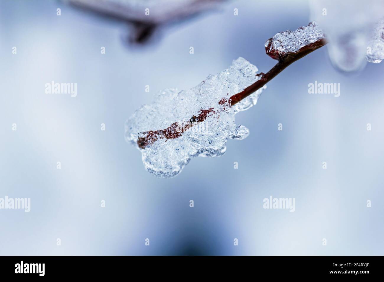 Ice on branch hi-res stock photography and images - Alamy