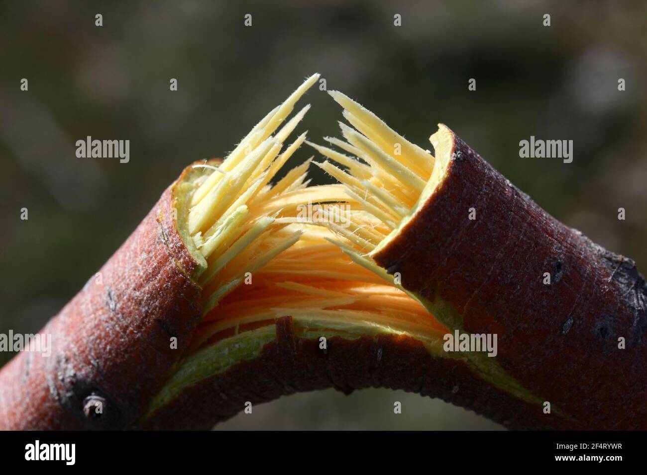 close-up of a broken tree branch Stock Photo - Alamy