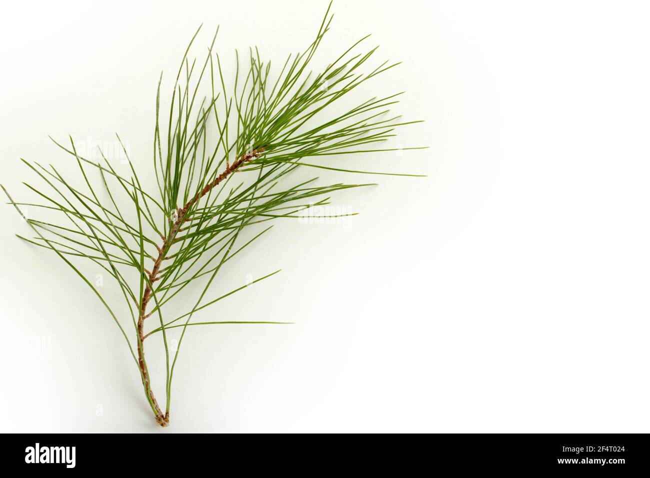 Pine tree twig on a white background Stock Photo - Alamy