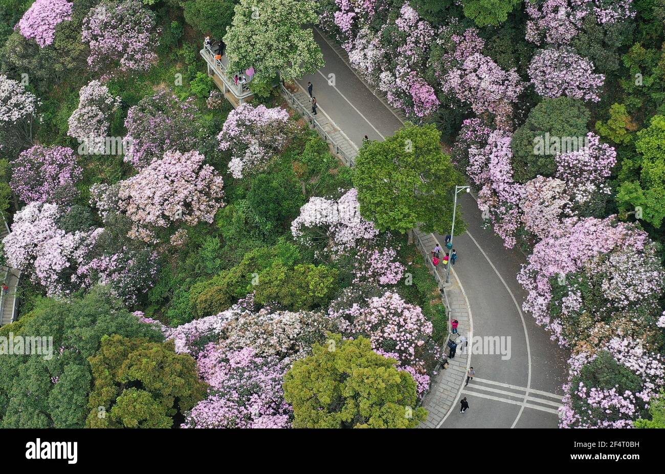 **CHINESE MAINLAND, HONG KONG, MACAU AND TAIWAN OUT**Photo shows azalea ...