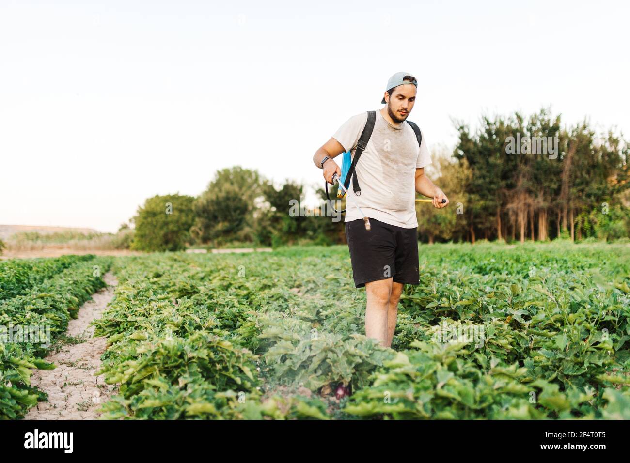 Man spraying vegetables in the crop Stock Photo - Alamy