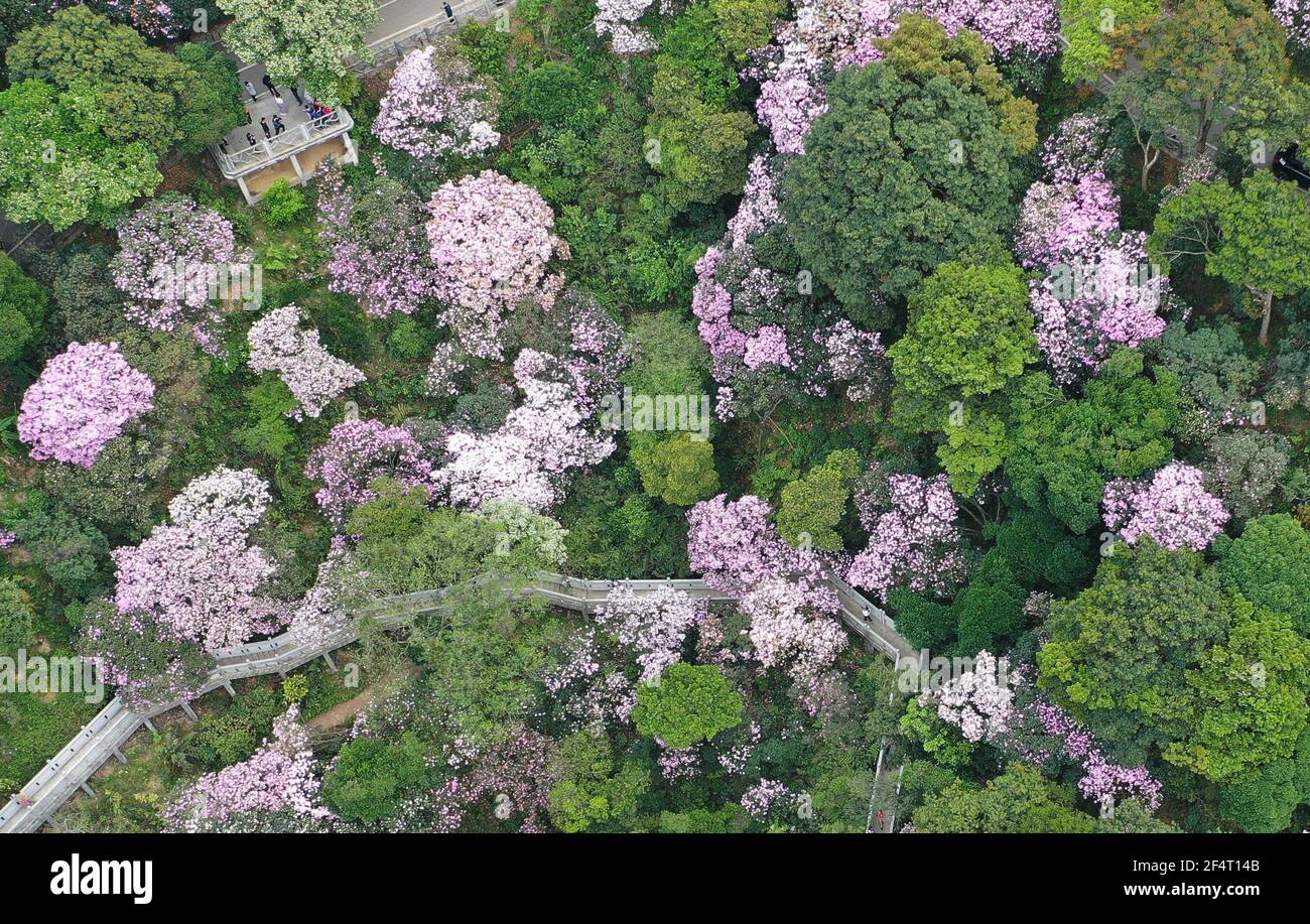 **CHINESE MAINLAND, HONG KONG, MACAU AND TAIWAN OUT**Photo shows azalea ...