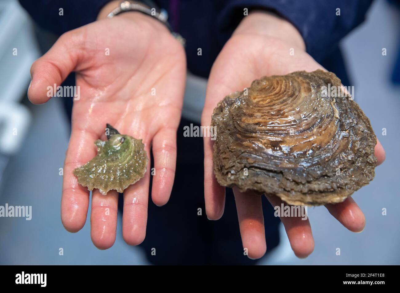 Native oyster restoration hi-res stock photography and images - Alamy