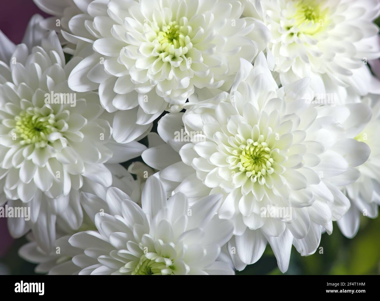 White chrysanth flowers hi-res stock photography and images - Alamy
