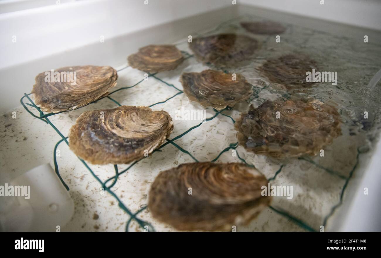 Native oyster restoration hi-res stock photography and images - Alamy