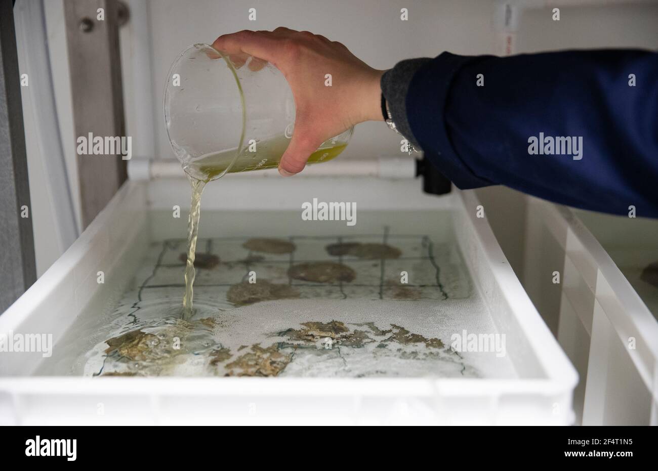 Native oyster restoration hi-res stock photography and images - Alamy