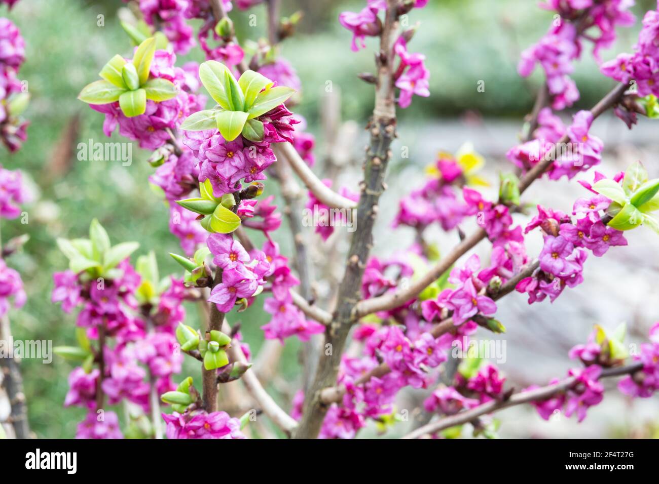 Pink daphne hi-res stock photography and images - Alamy