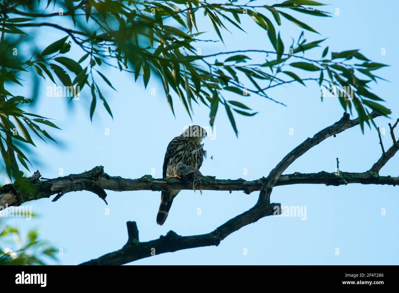 Merlin falcon in tree hi-res stock photography and images - Alamy