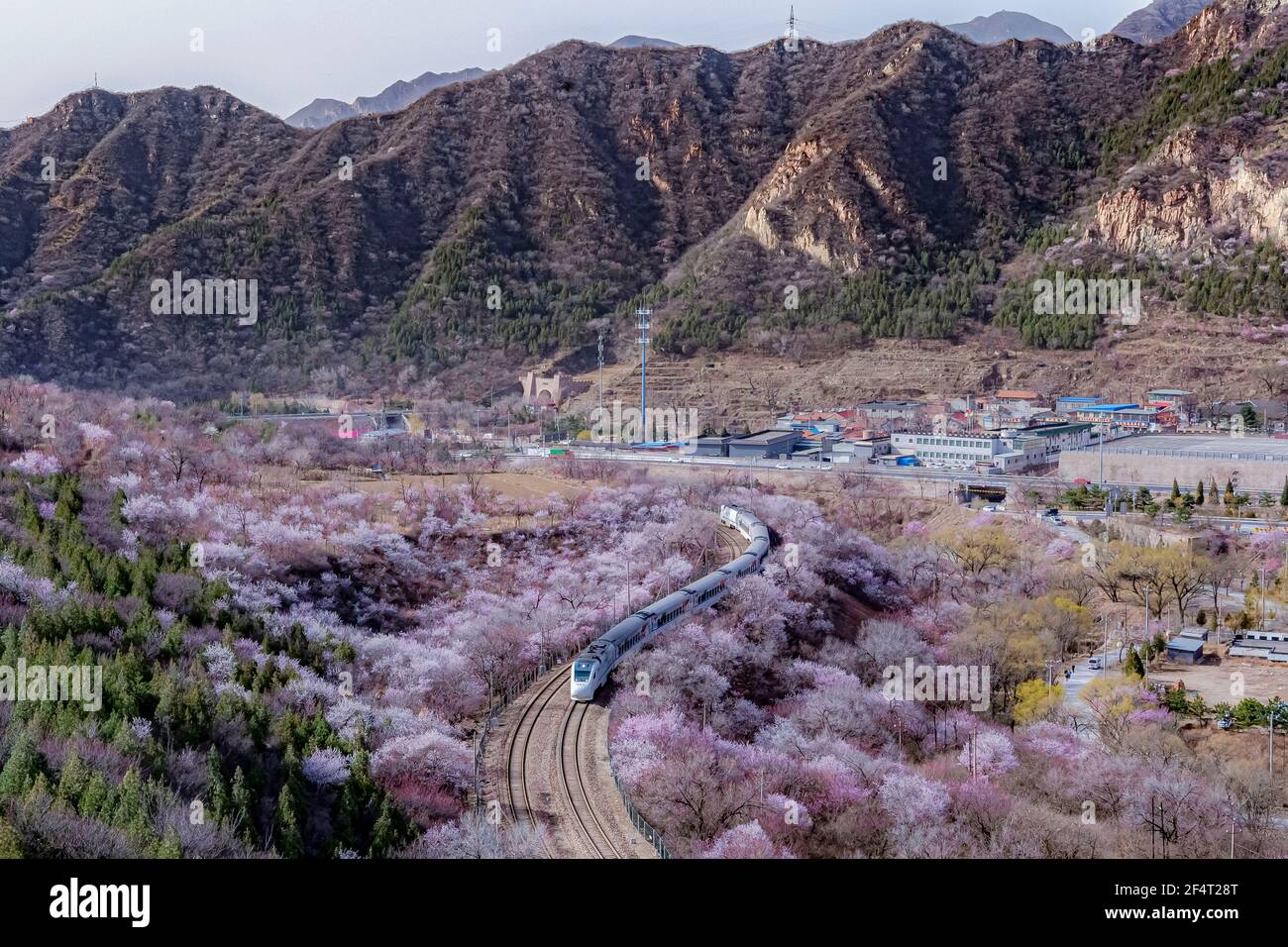 A train runs through a field of flowers at the foot of Juyongguan Pass ...
