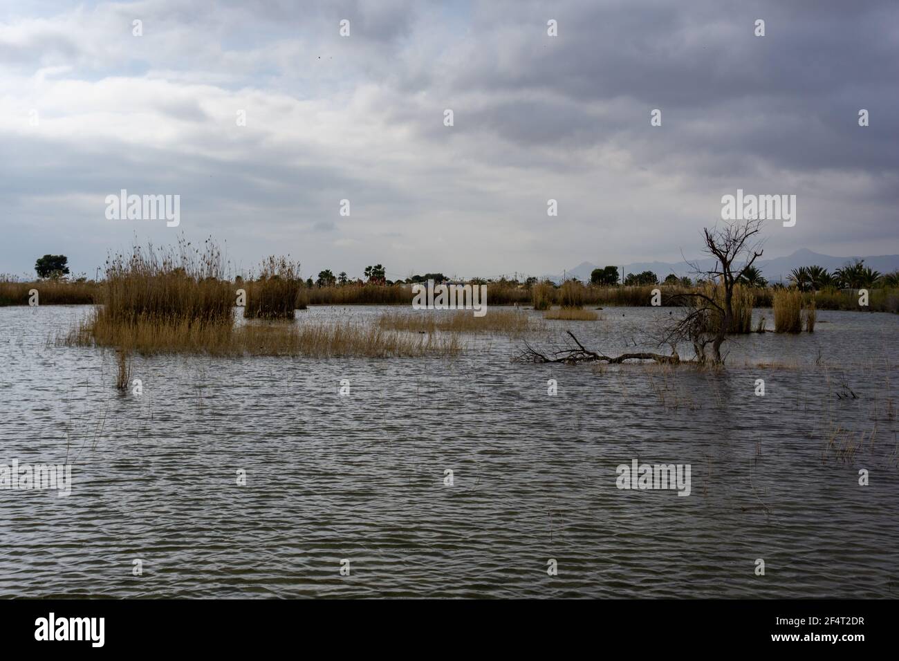 A lagoon and protected wetlands with esparto grass and trees under an ...