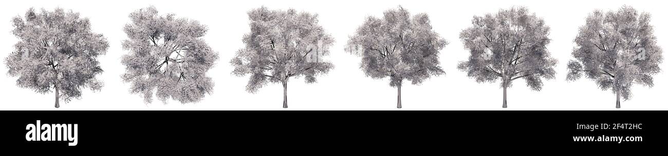 Set or collection of drawings of Ash trees isolated on white background ...