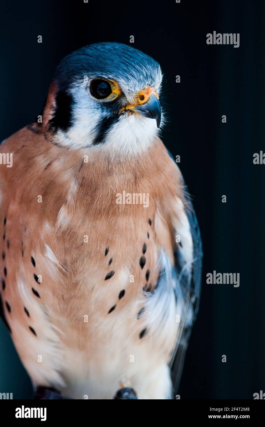 Fluffy kestrel hi-res stock photography and images - Alamy
