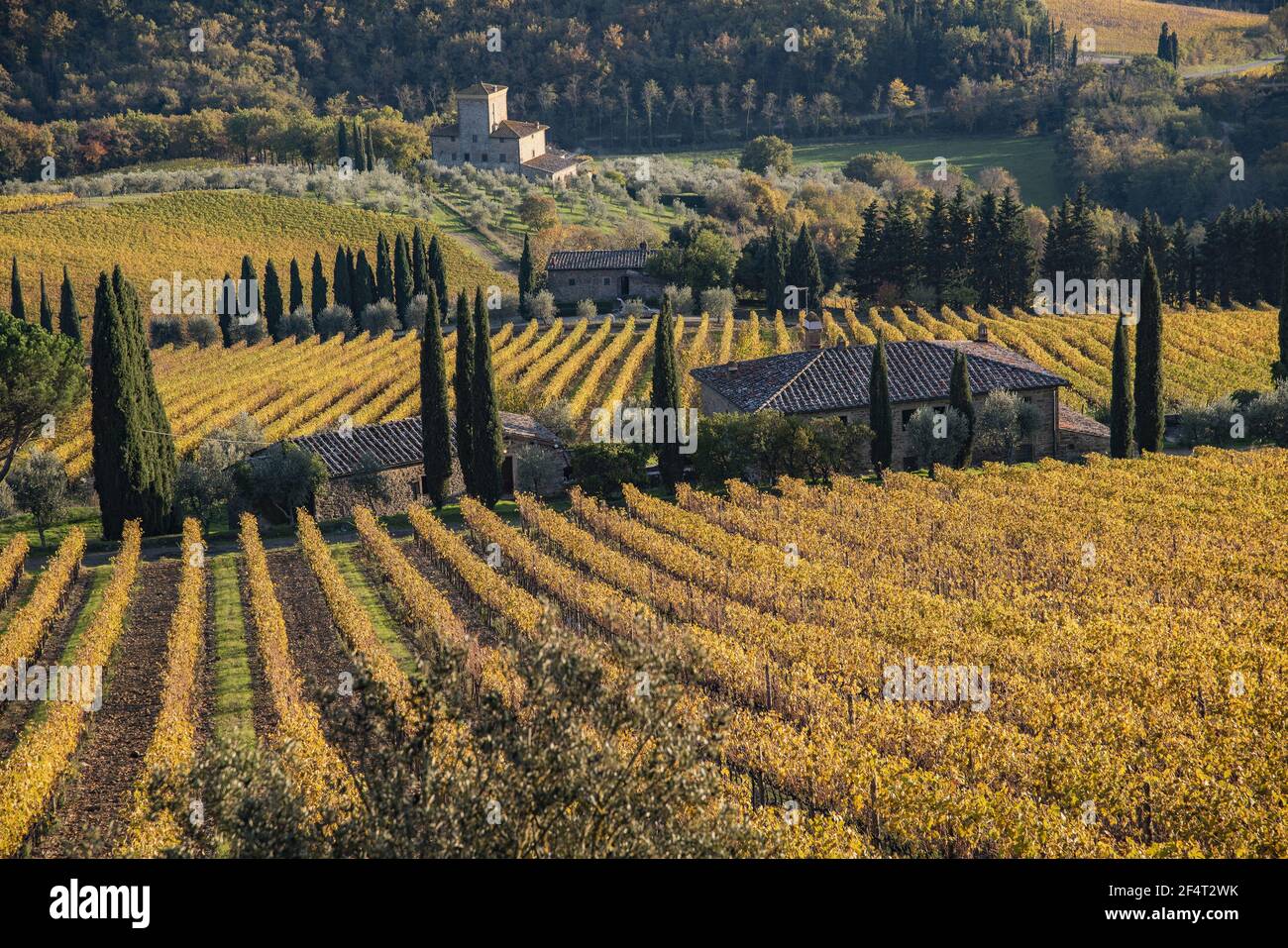 Viti chianti hi-res stock photography and images - Alamy