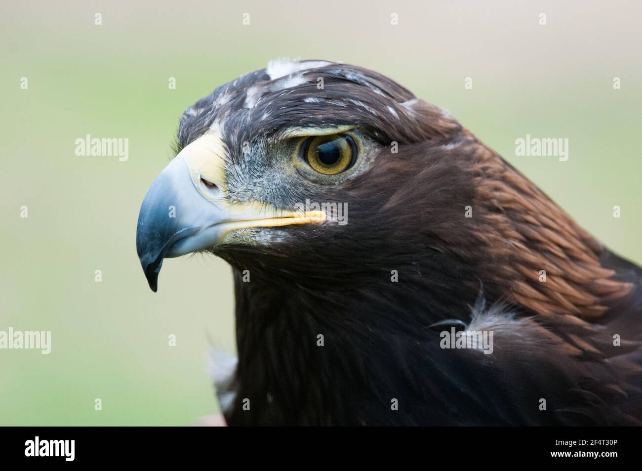Golden Eagle Portrait Stock Photo - Alamy