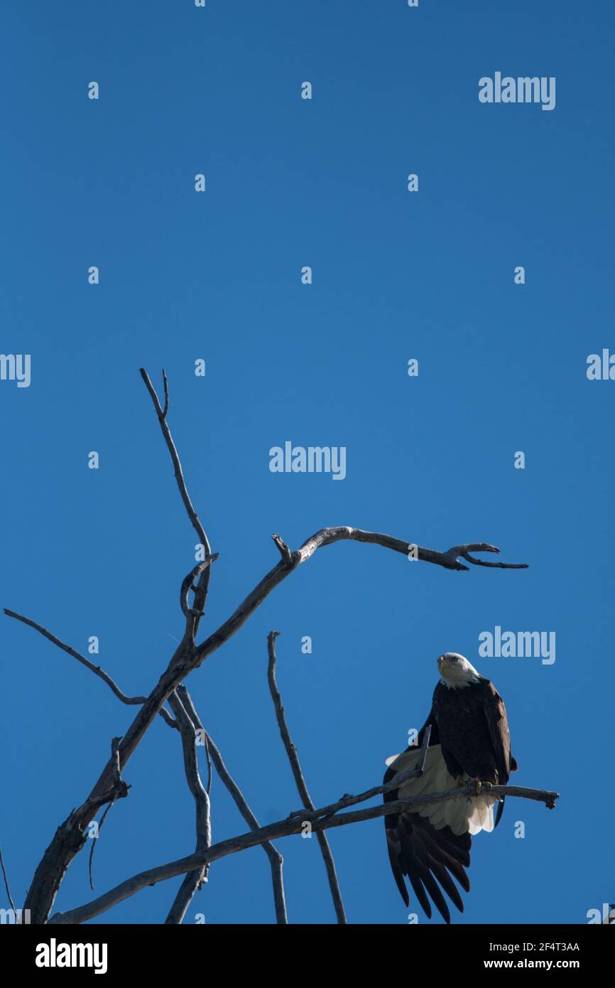 Bald Eagle Wing Out Stock Photo - Alamy