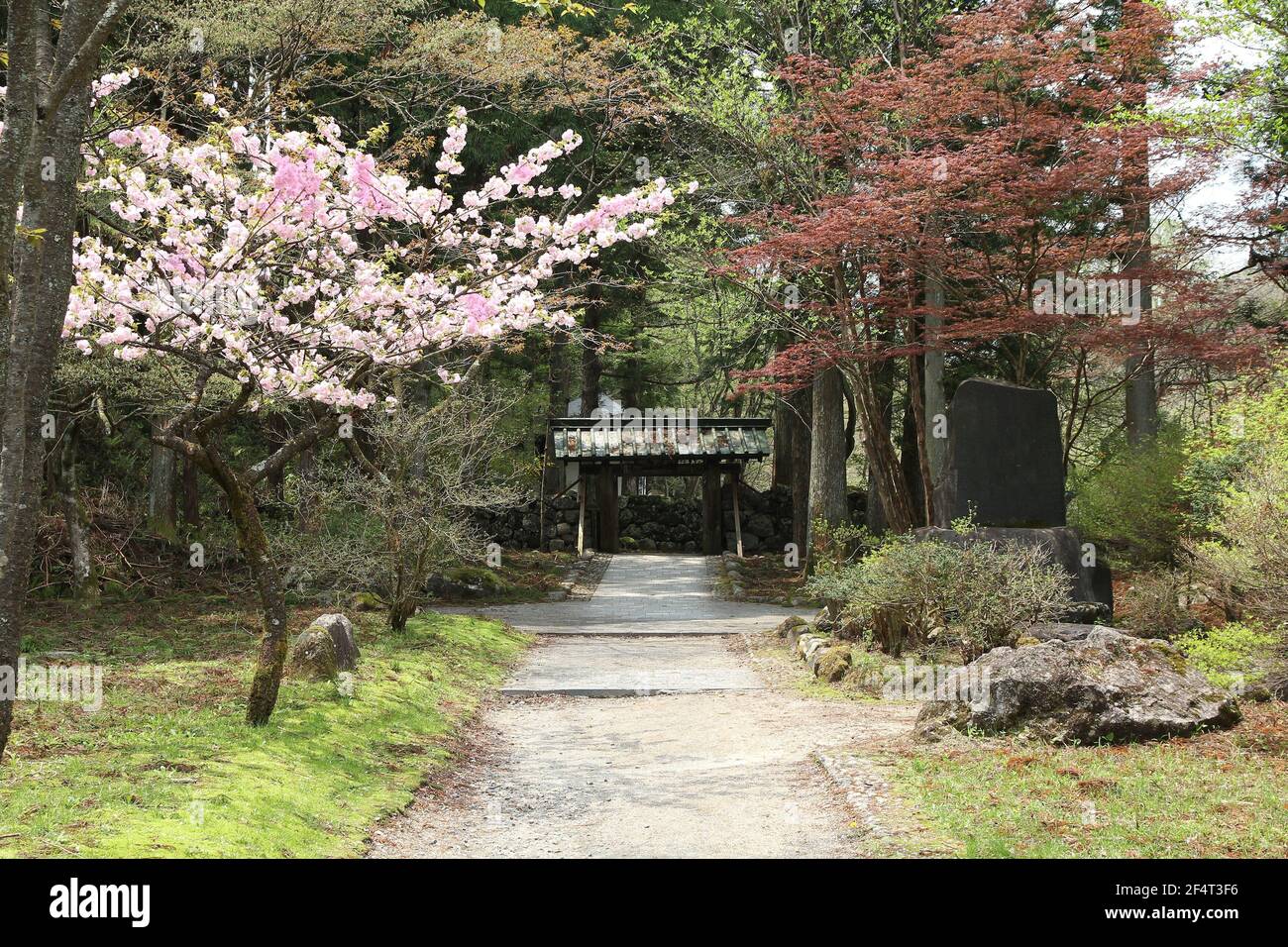Nikko, Japan - park walk with spring cherry blossom (sakura) trees ...