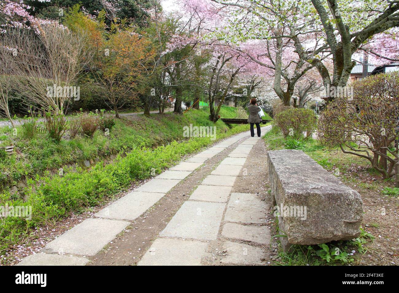 Cherry blossoms in Kyoto, Japan. Philosopher's Path in Kyoto (also ...
