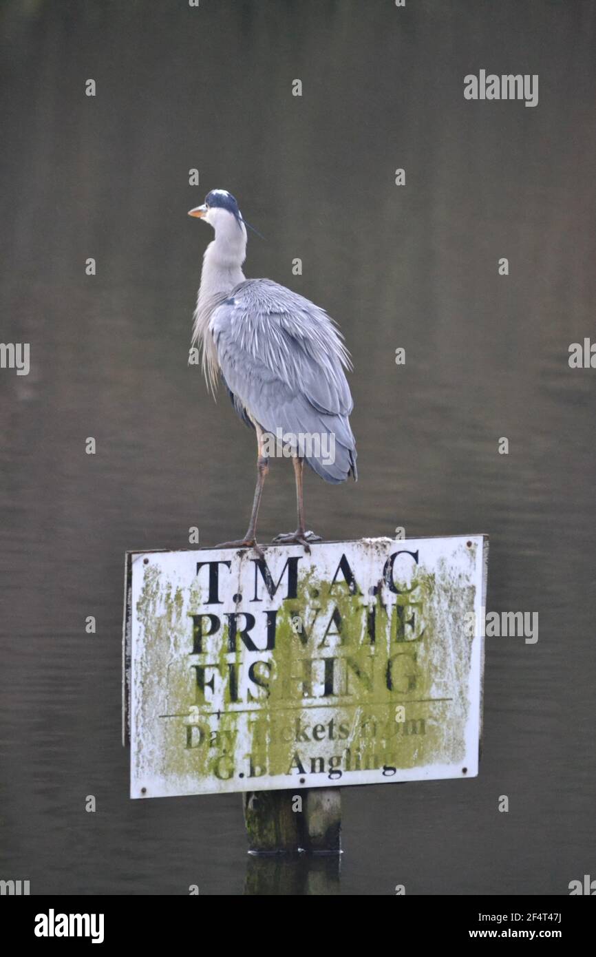 Predator bird hi-res stock photography and images - Alamy