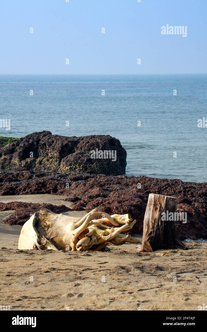 chaliyam fishing harbour Stock Photo - Alamy